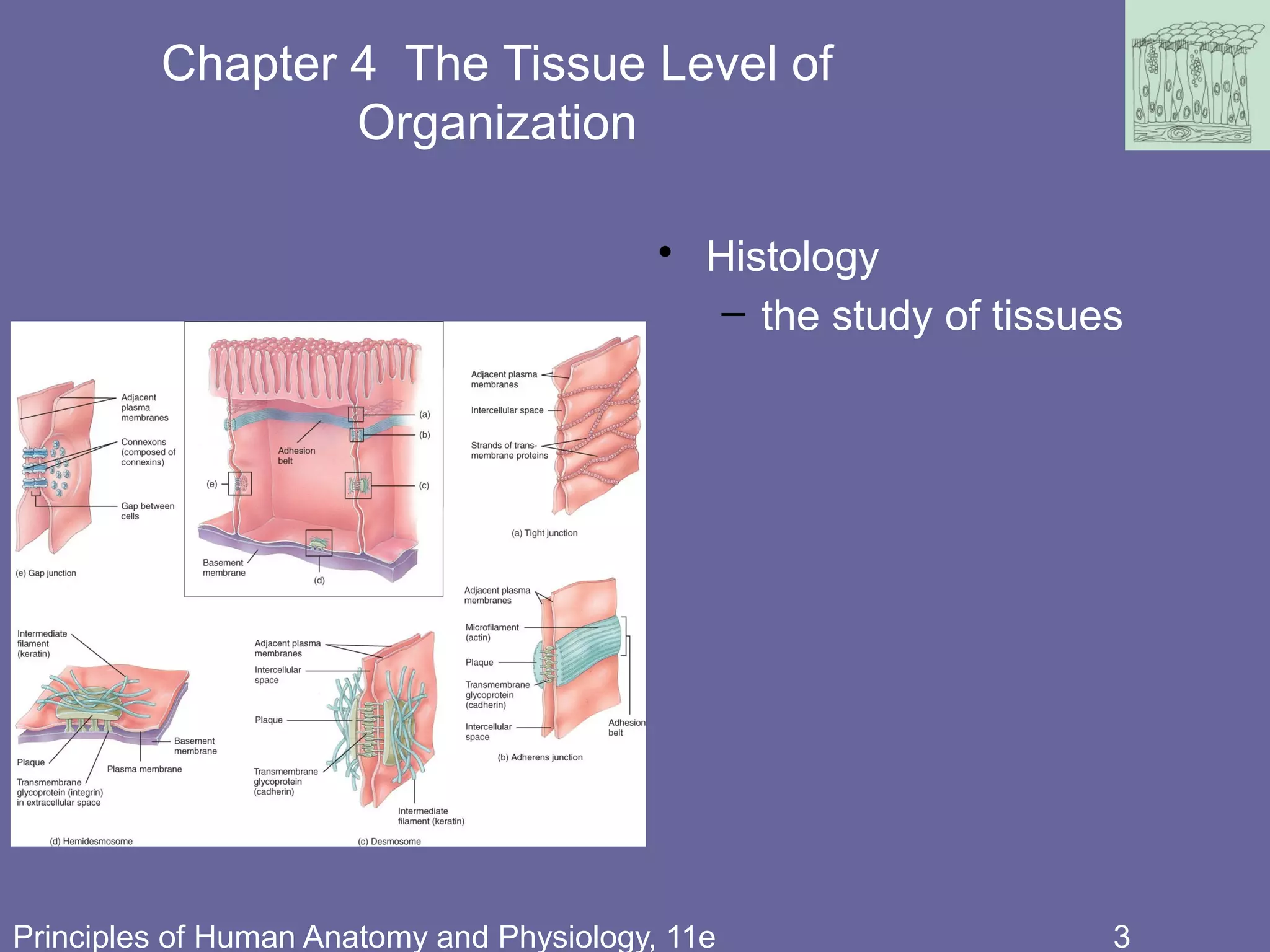 04 [chapter 4 the tissue level of organization][11e] | PPT