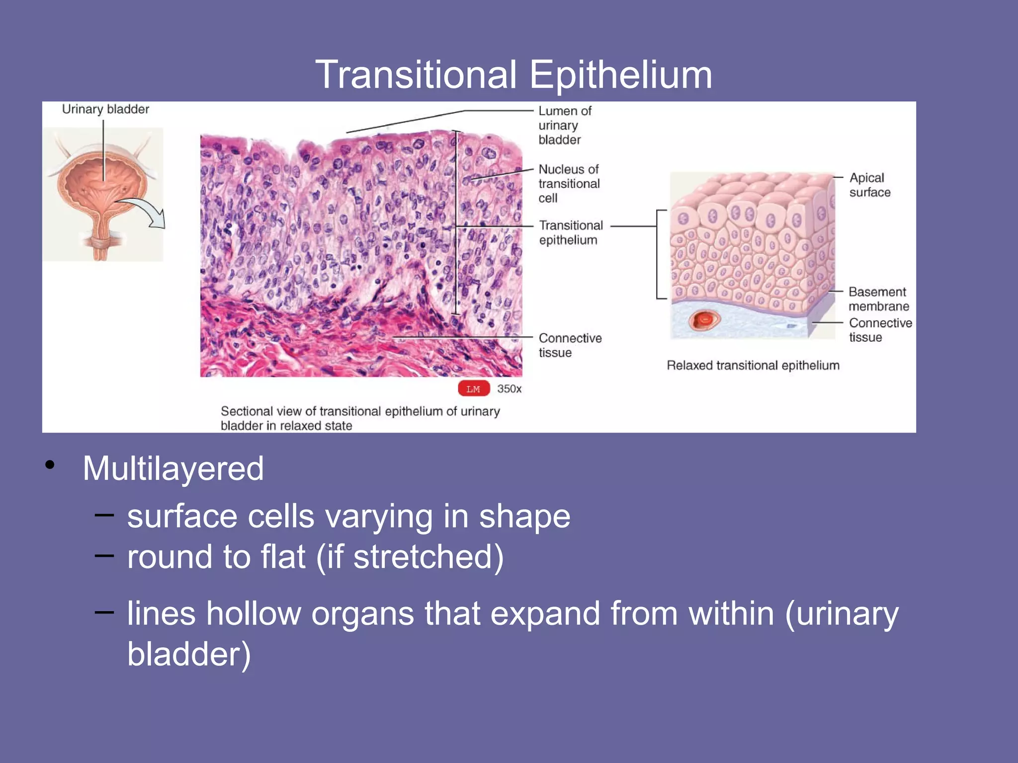04 [chapter 4 the tissue level of organization][11e] | PPT
