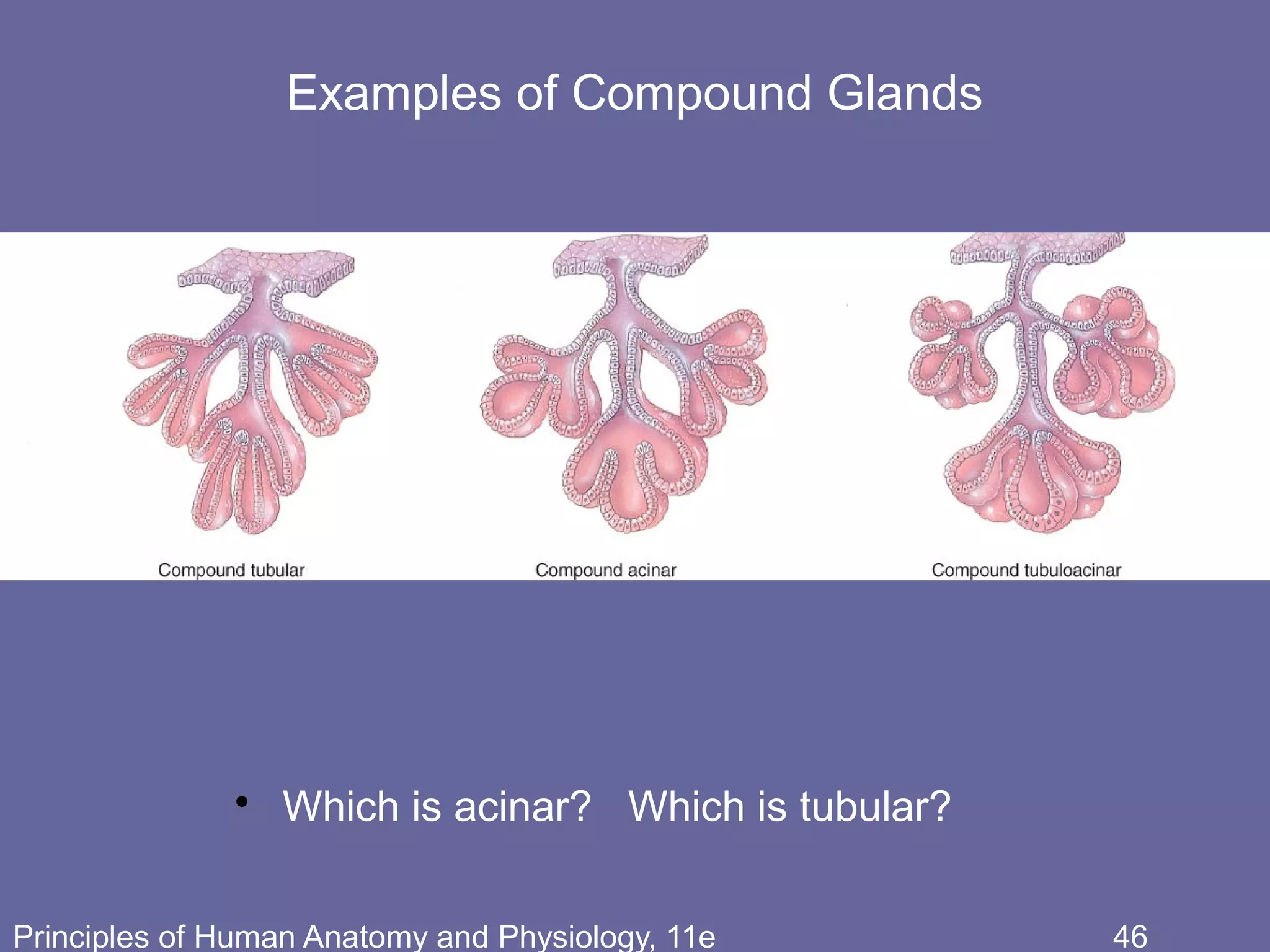 04 [chapter 4 the tissue level of organization][11e] | PPT