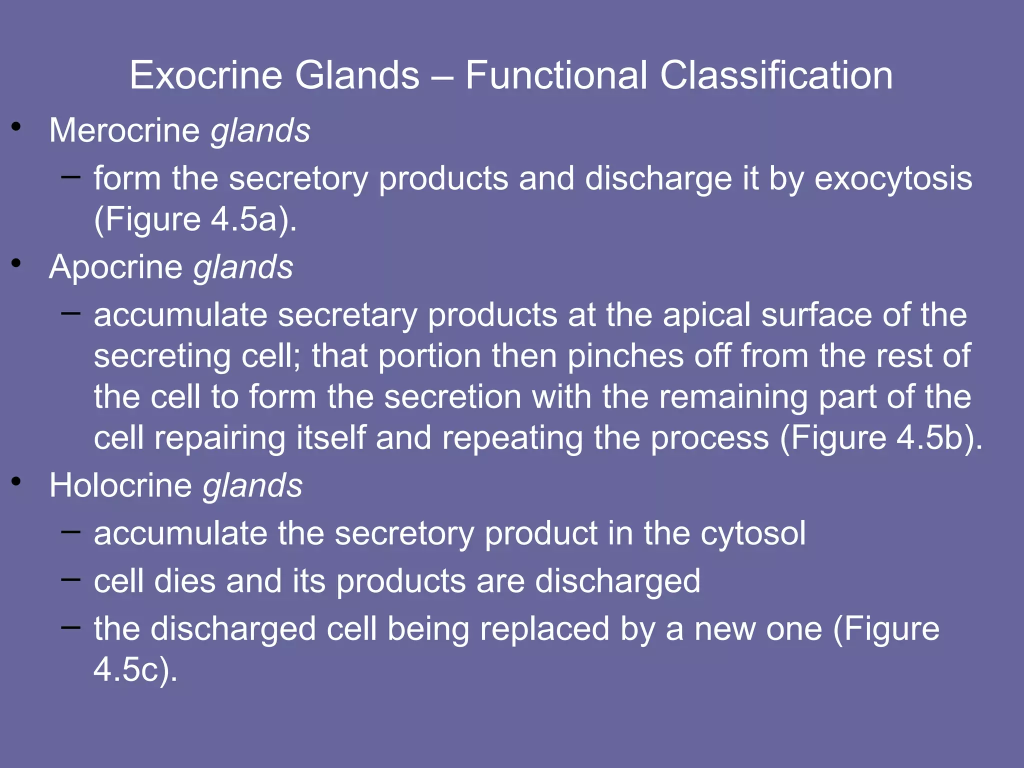 04 [chapter 4 the tissue level of organization][11e] | PPT
