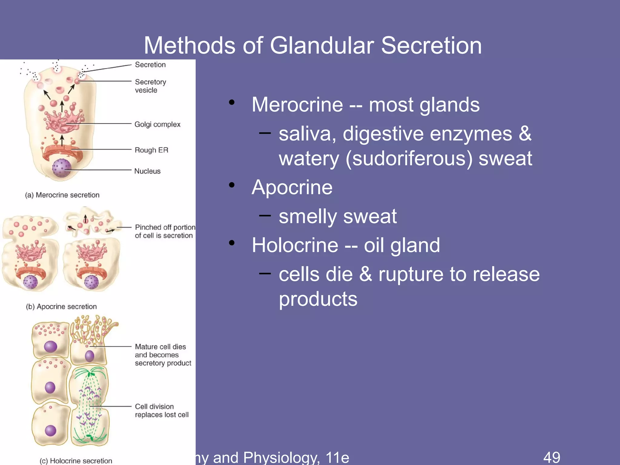 04 [chapter 4 the tissue level of organization][11e] | PPT
