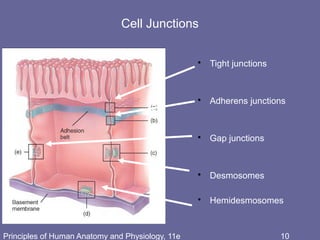 04 [chapter 4 the tissue level of organization][11e] | PPT