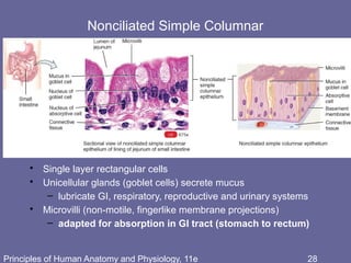Nonciliated Simple Columnar Epithelium