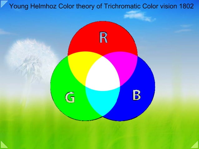 04c visual signal processing color vision | PPT