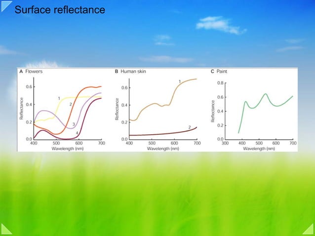 04c visual signal processing color vision | PPT