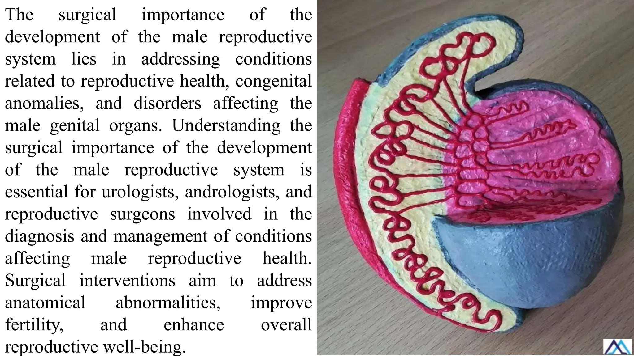 04 Development Of Male Reproductive System Development Of Male