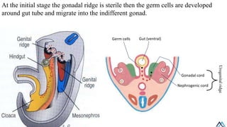 04 Development of Male Reproductive System.pdf