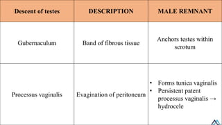 04 Development of Male Reproductive System.pdf