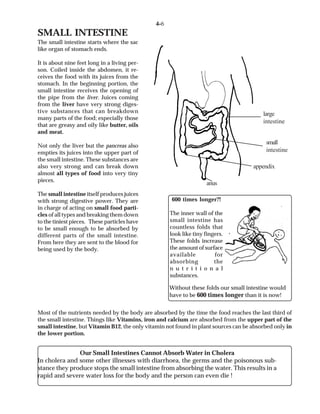 04 digestive system | PDF
