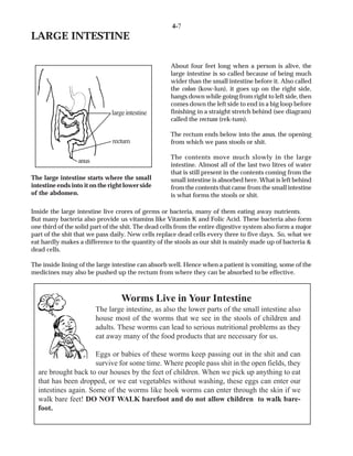 04 digestive system | PDF