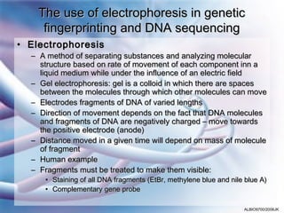 04 DNA Sequencing and Genetic Fingerprinting | PPT