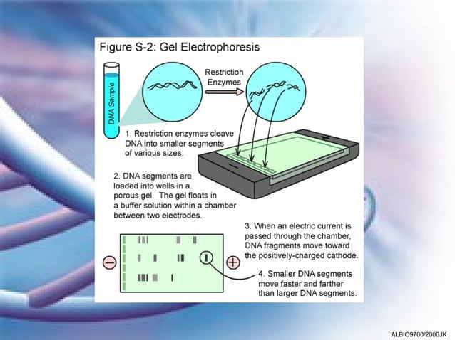 04 DNA Sequencing and Genetic Fingerprinting | PPT | Chemistry | Science
