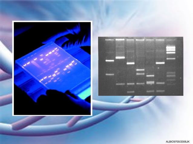 04 DNA Sequencing and Genetic Fingerprinting | PPT | Chemistry | Science