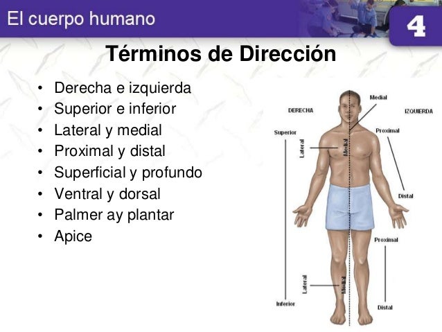 04 El cuerpo humano