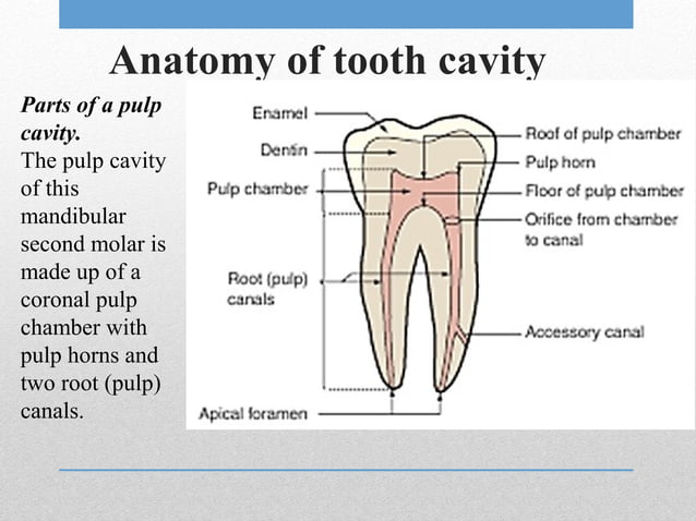 Endodontics. anatomy of root canals. instruments | PPT | Dental Health ...