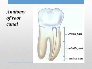 Endodontics. anatomy of root canals. instruments | PPT