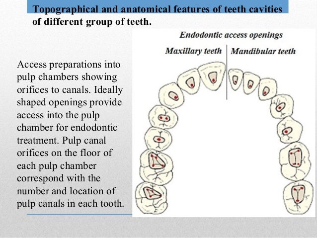 Endodontics. anatomy of root canals. instruments