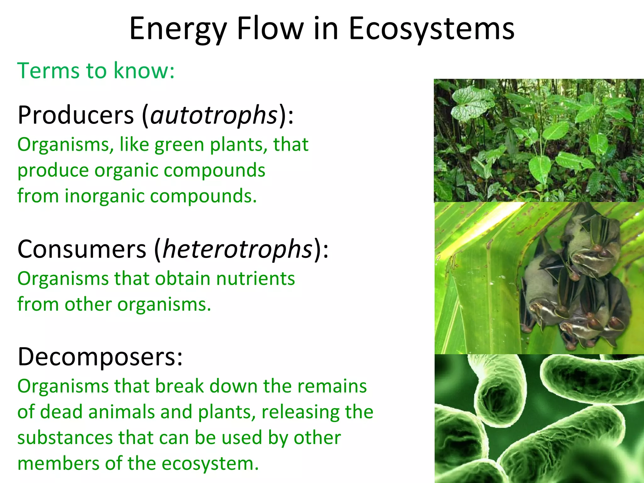 04 energy flow in ecosystems | PPT