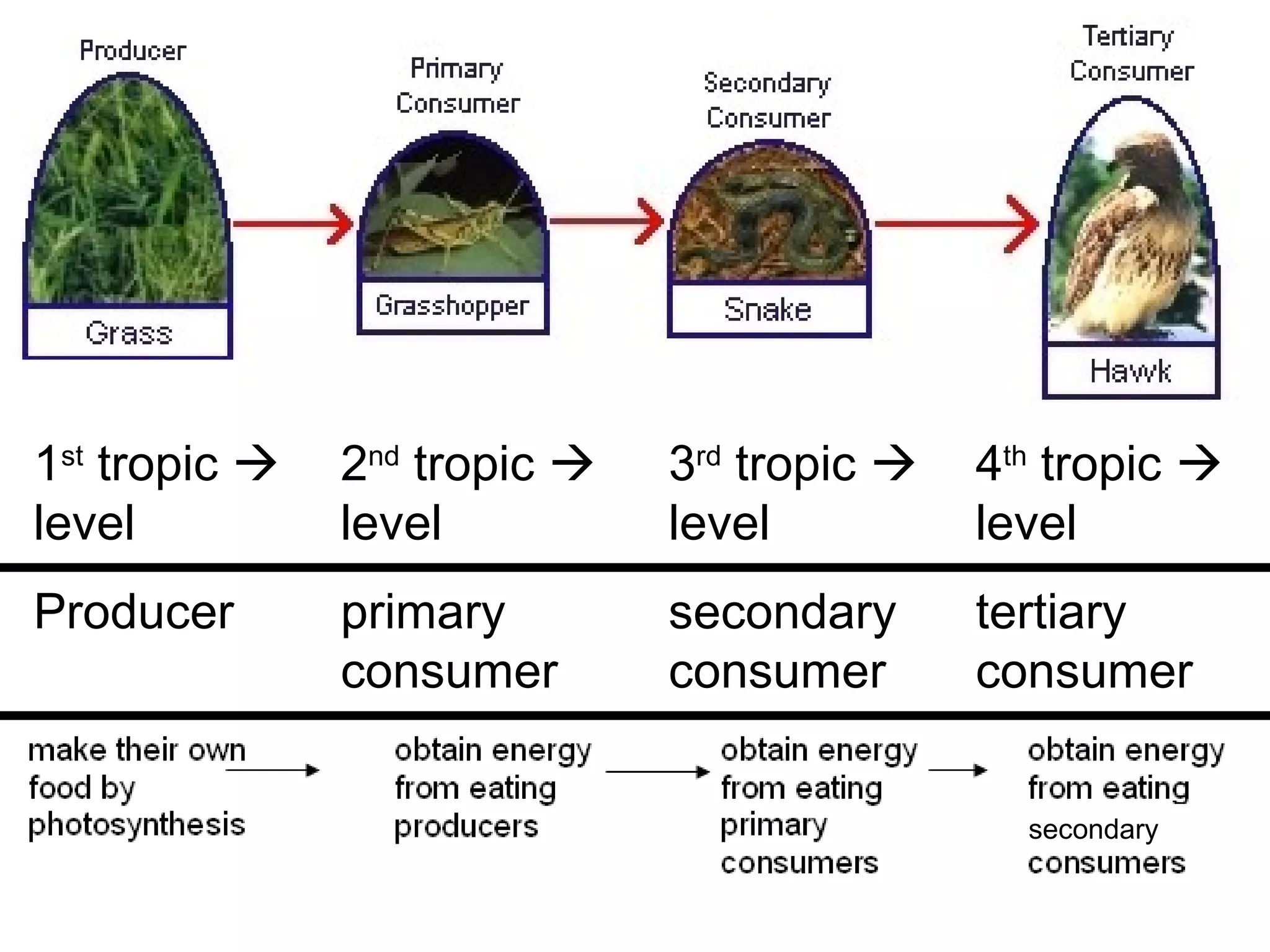 04 energy flow in ecosystems | PPT