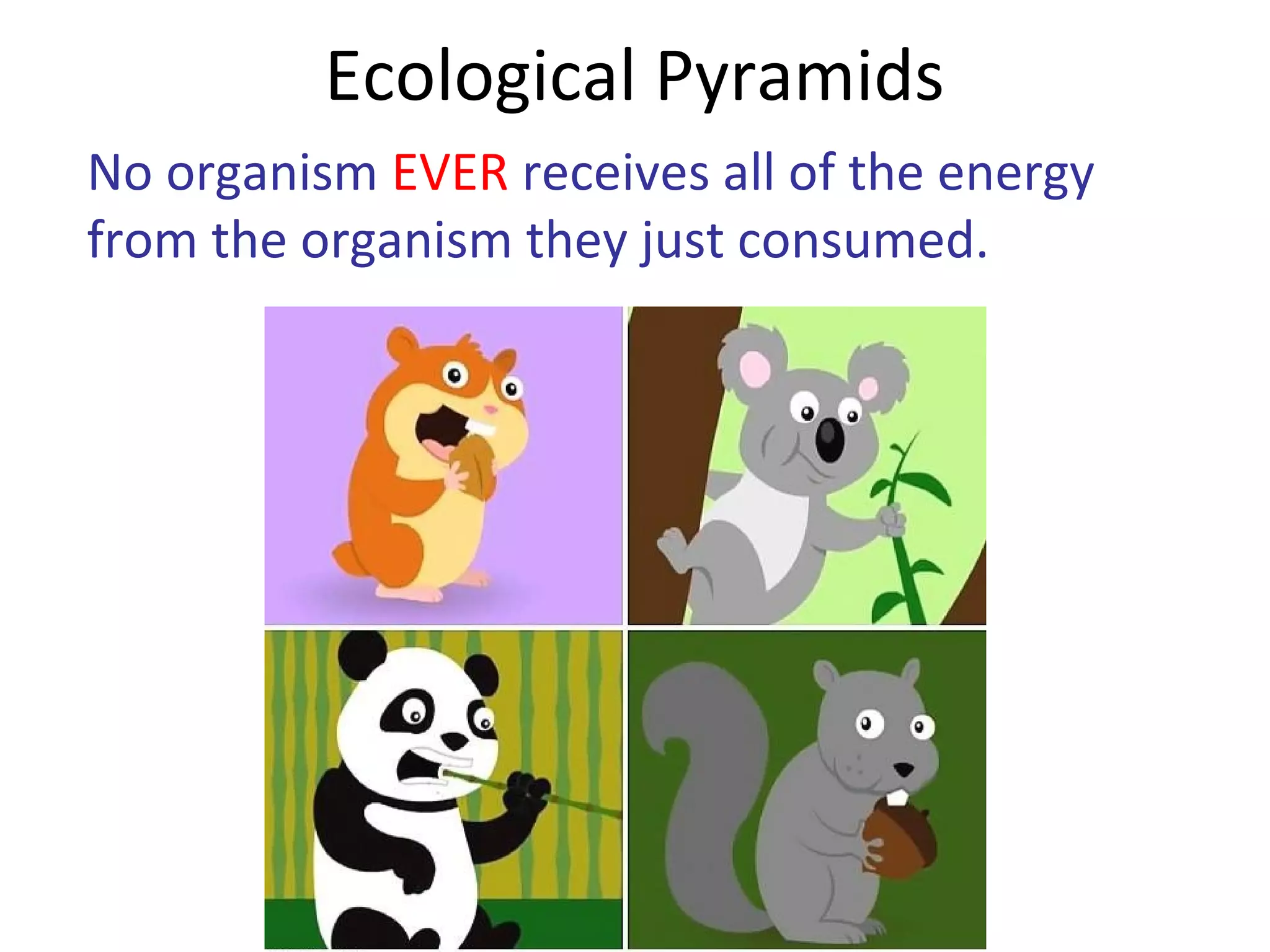 04 energy flow in ecosystems | PPT