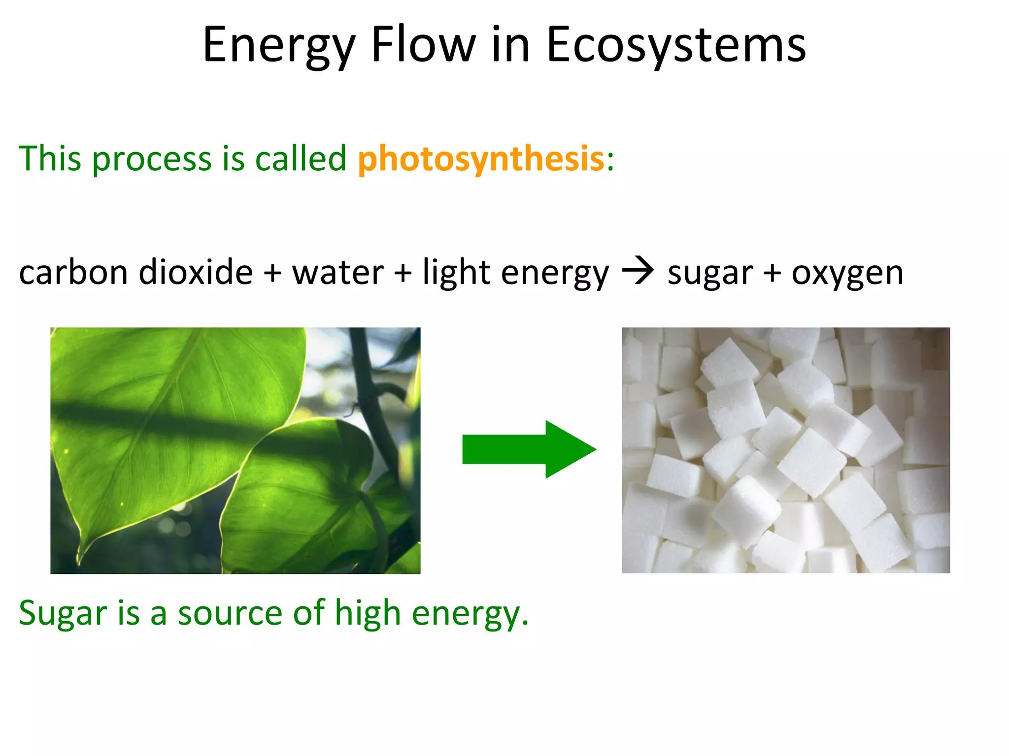 04 energy flow in ecosystems | PPT