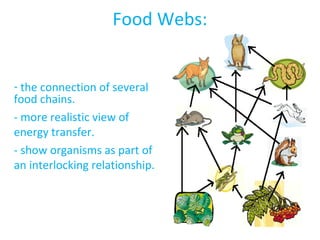04 energy flow in ecosystems | PPT