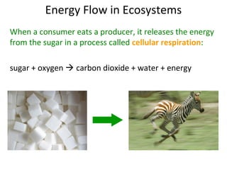 04 energy flow in ecosystems | PPT