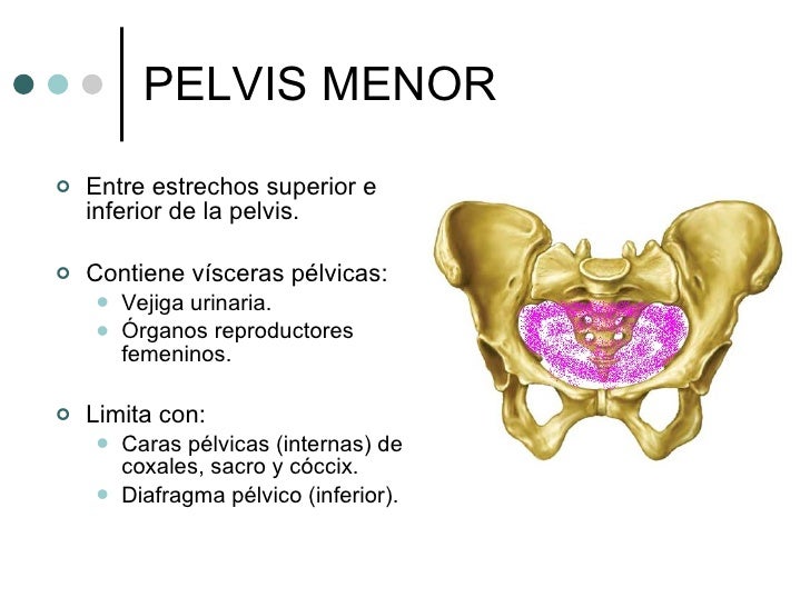 04) esqueleto apendicular enf ucsc