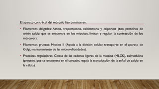 04 FISIOLOGÍA DEL MÚSCULO ESTRIADO Y LISO.pptx