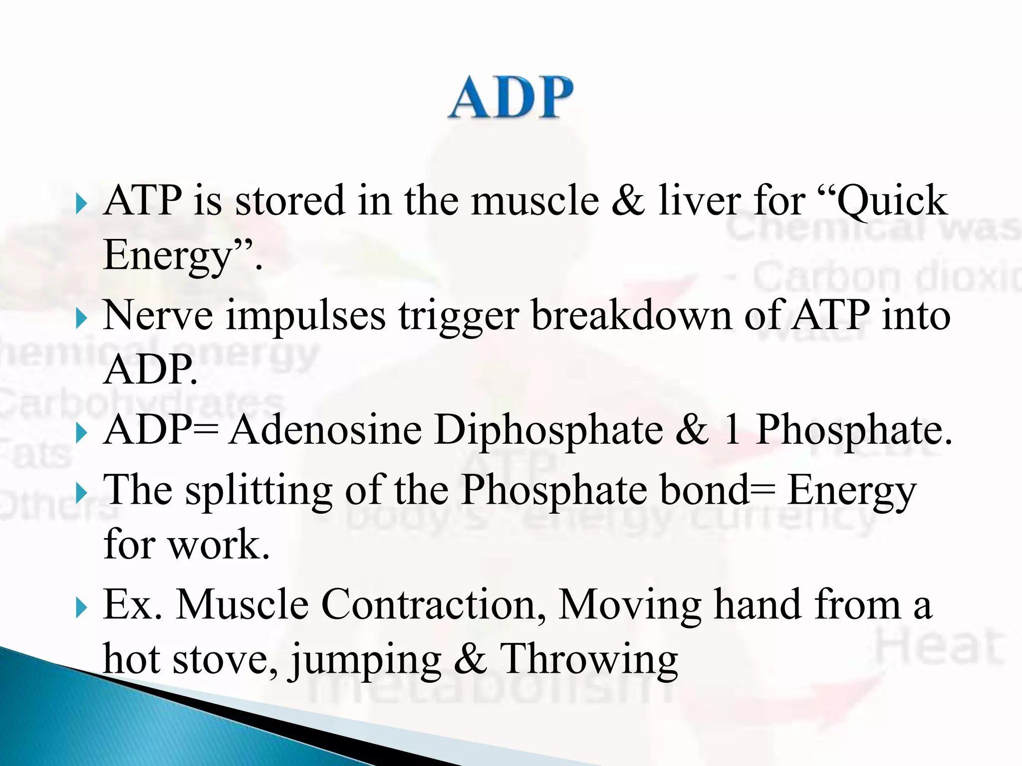 Transfer of energy in human body | PPTX