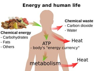 Transfer of energy in human body | PPT