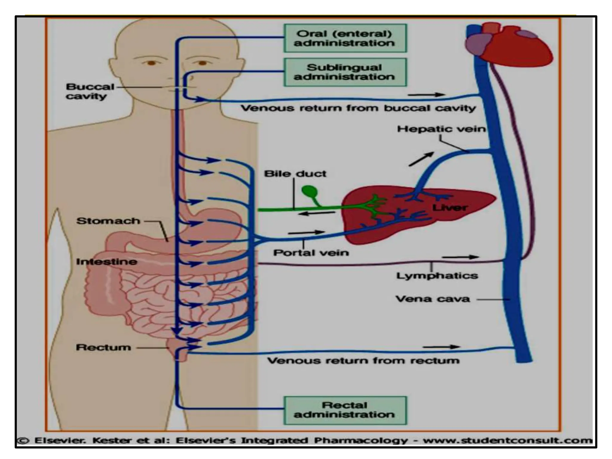 04 GENERAL PHARMACOLOGY (absorption).ppt