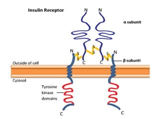 INSULIN & ITS PREPARATIONS | PPT