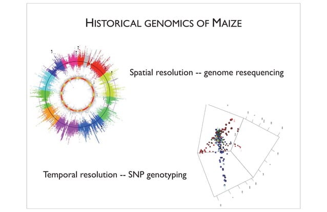 Historical Genomics of US Maize: Domestication and Modern Breeding | PPT
