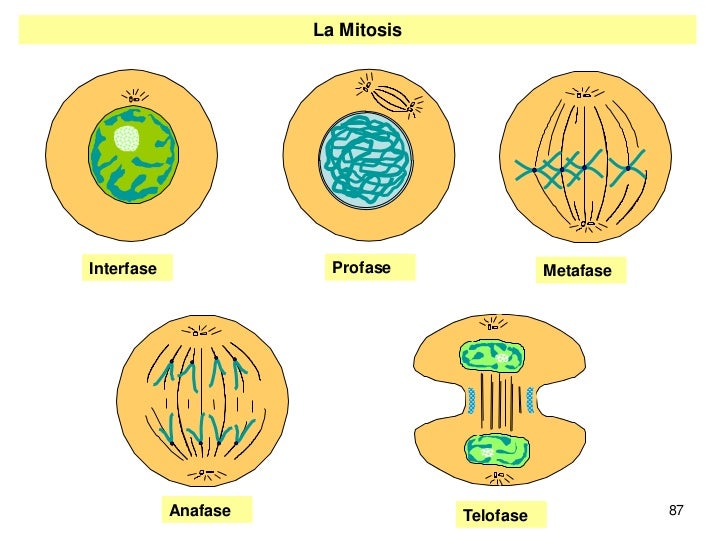 04 la célula y la teoría celular pdf