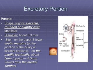 lacrimal apparatus | PPT