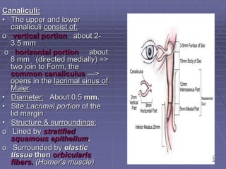 lacrimal apparatus | PPT