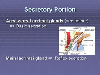 lacrimal apparatus | PPT
