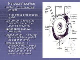 lacrimal apparatus | PPT