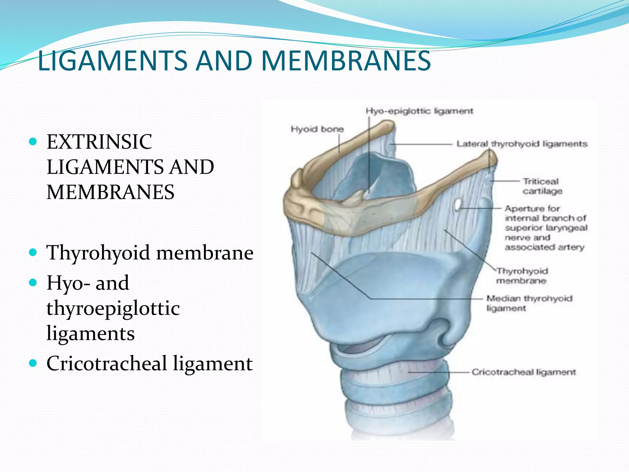 Carcinoma anatomy and epidemiology | PPTX