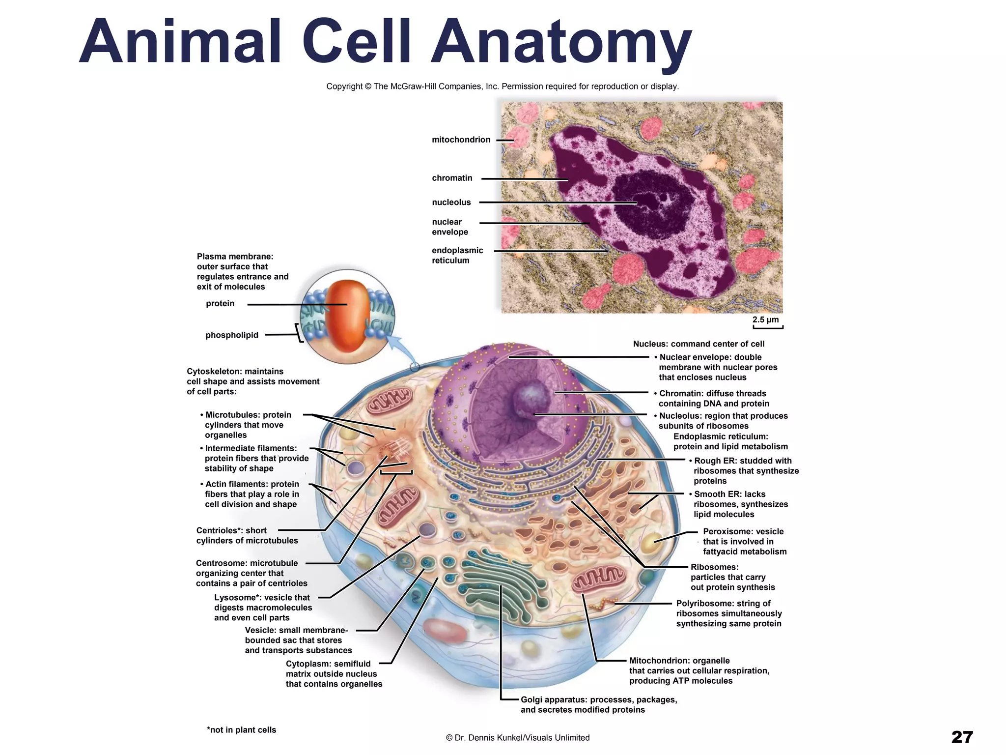 04 lecture ppt cell structure and function | PPT
