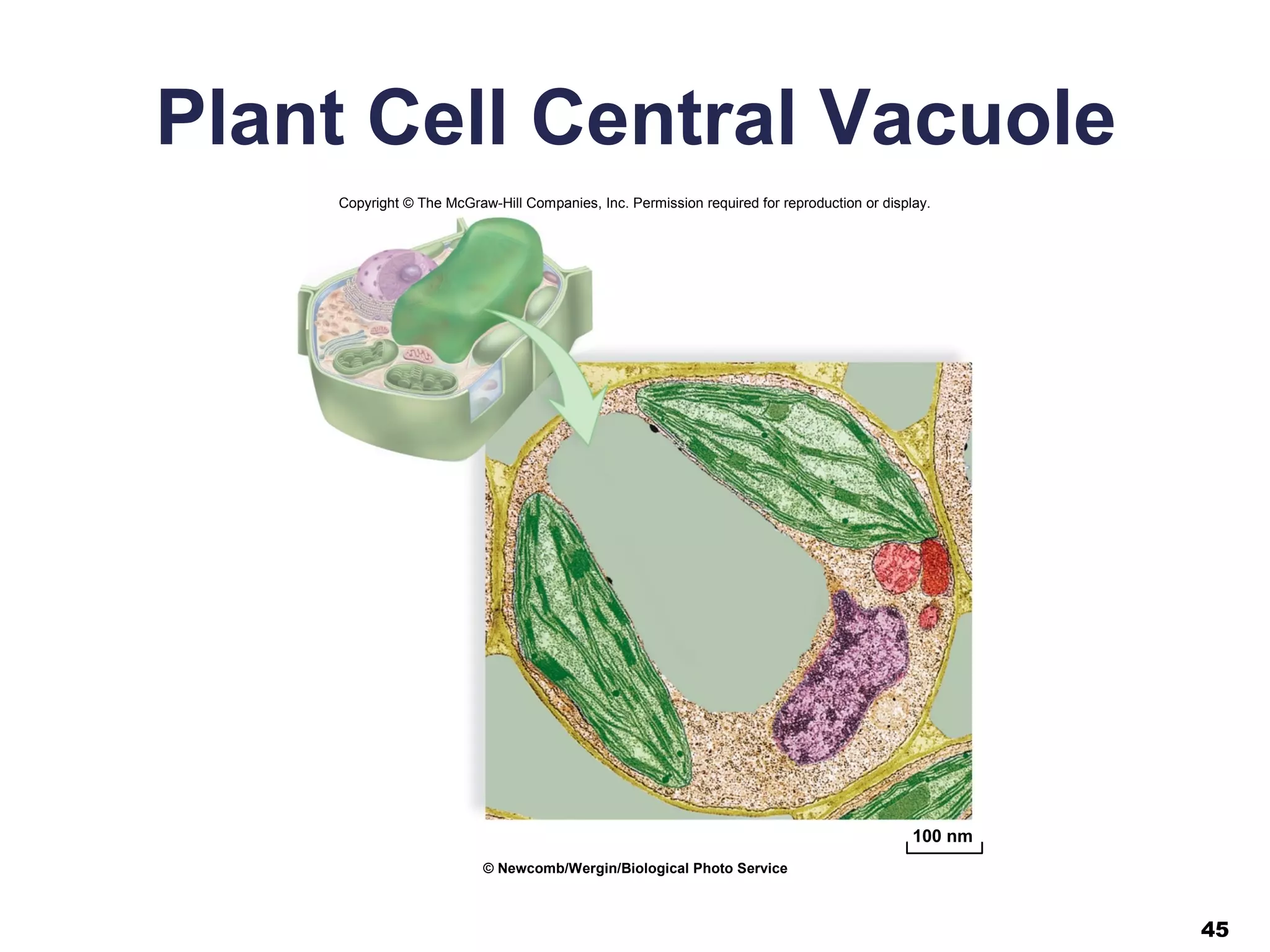 04 lecture ppt cell structure and function | PPT