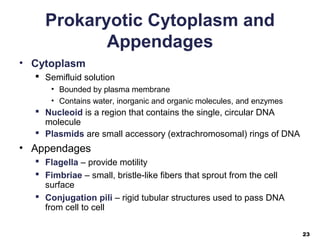 04 lecture ppt cell structure and function | PPT