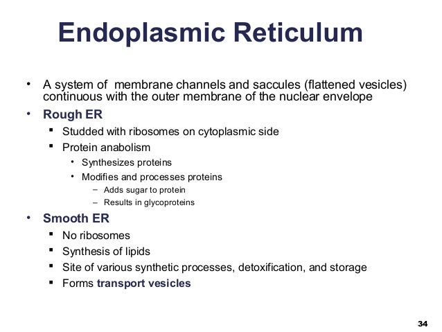 Information About The Smooth Endoplasmic Reticulum And Its Functions