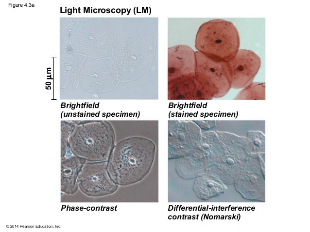 Biology in Focus Chapter 4