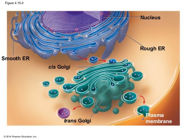 Biology in Focus Chapter 4