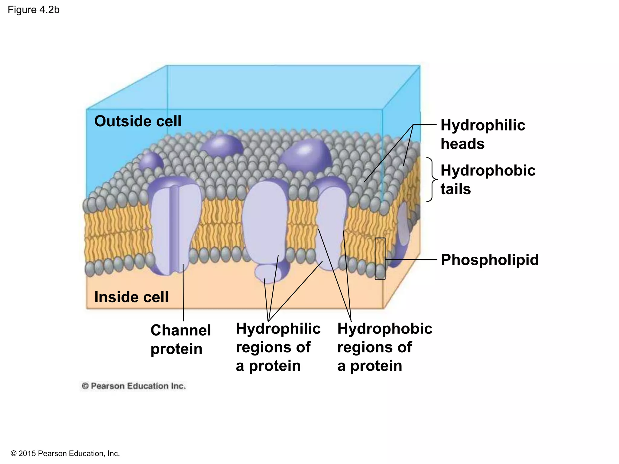 Ch. 4 Cell Structures | PPTX