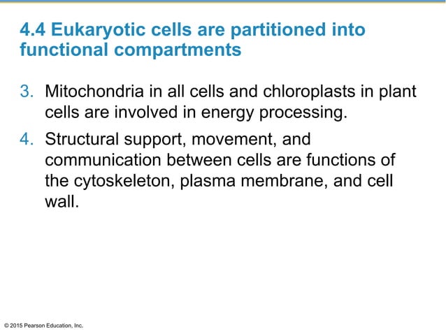 Ch. 4 Cell Structures | PPTX | Biological Sciences | Science