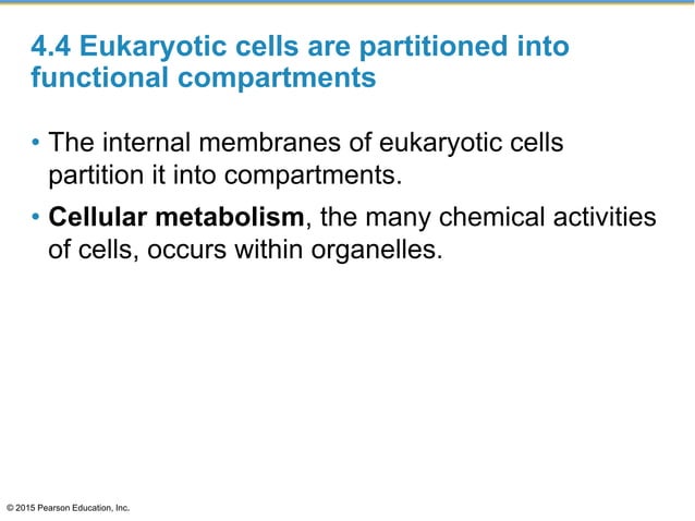 Ch. 4 Cell Structures | PPTX | Biological Sciences | Science