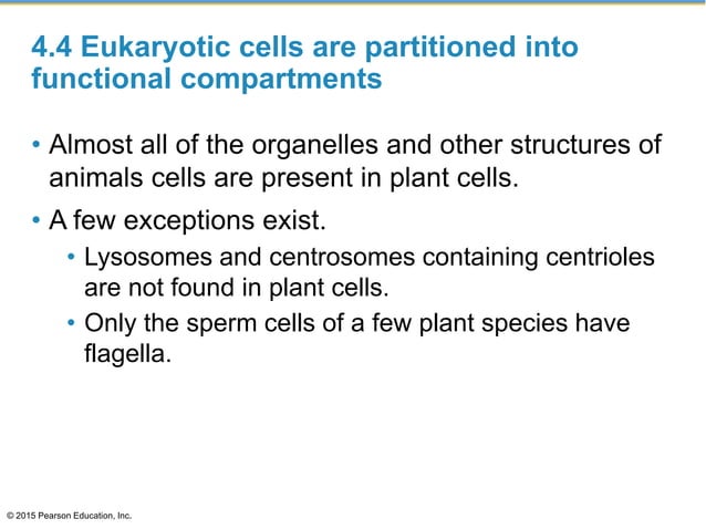 Ch. 4 Cell Structures | PPTX | Biological Sciences | Science